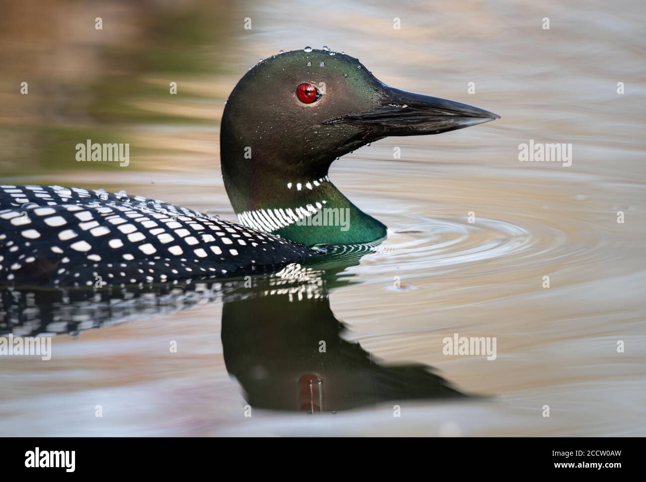 Canadian loon in the wild Stock Photo - Alamy