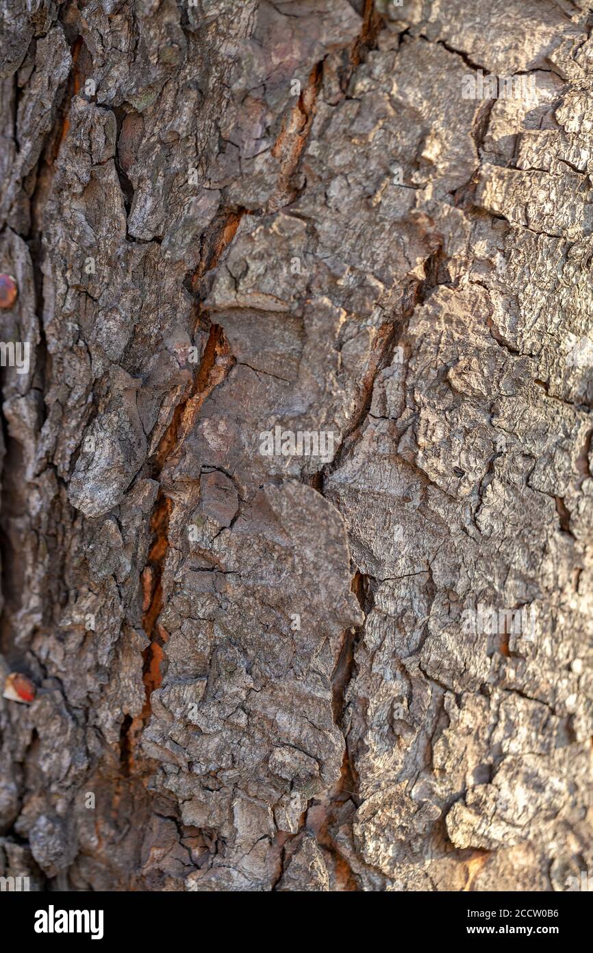 tree bark in nature, note shallow depth of field Stock Photo - Alamy