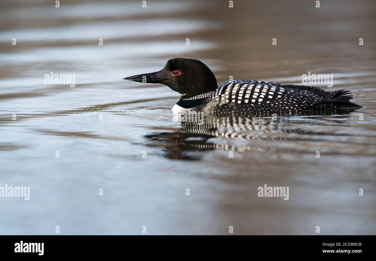 Canadian loon in the wild Stock Photo - Alamy