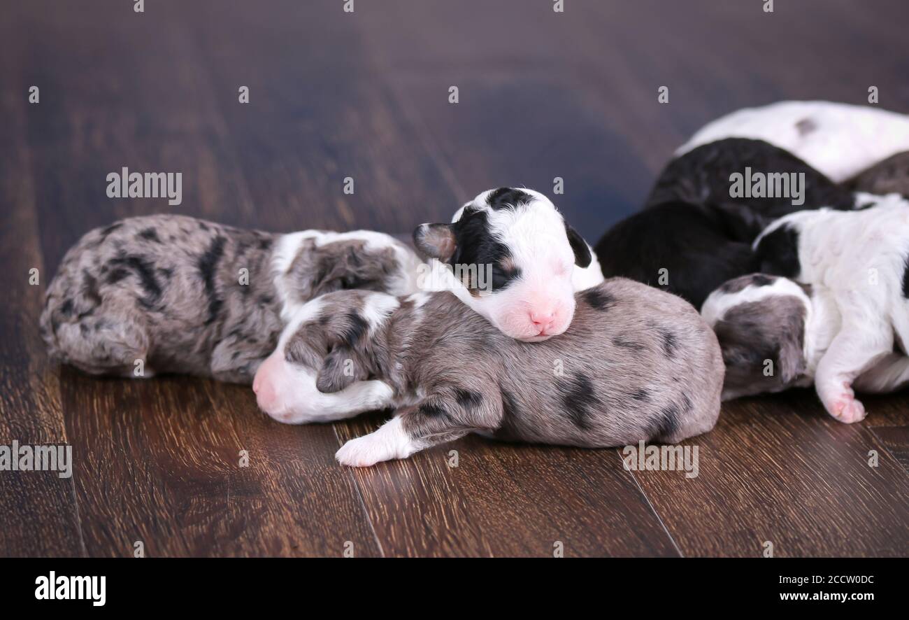 Merle poodle mix hi-res stock photography and images - Alamy