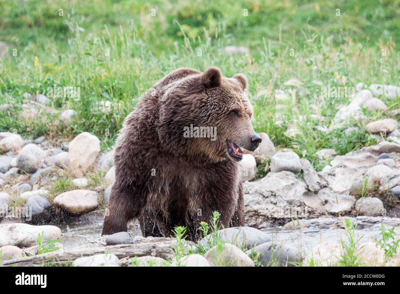 A large grizzly bear getting out of a small pond and dripping water ...