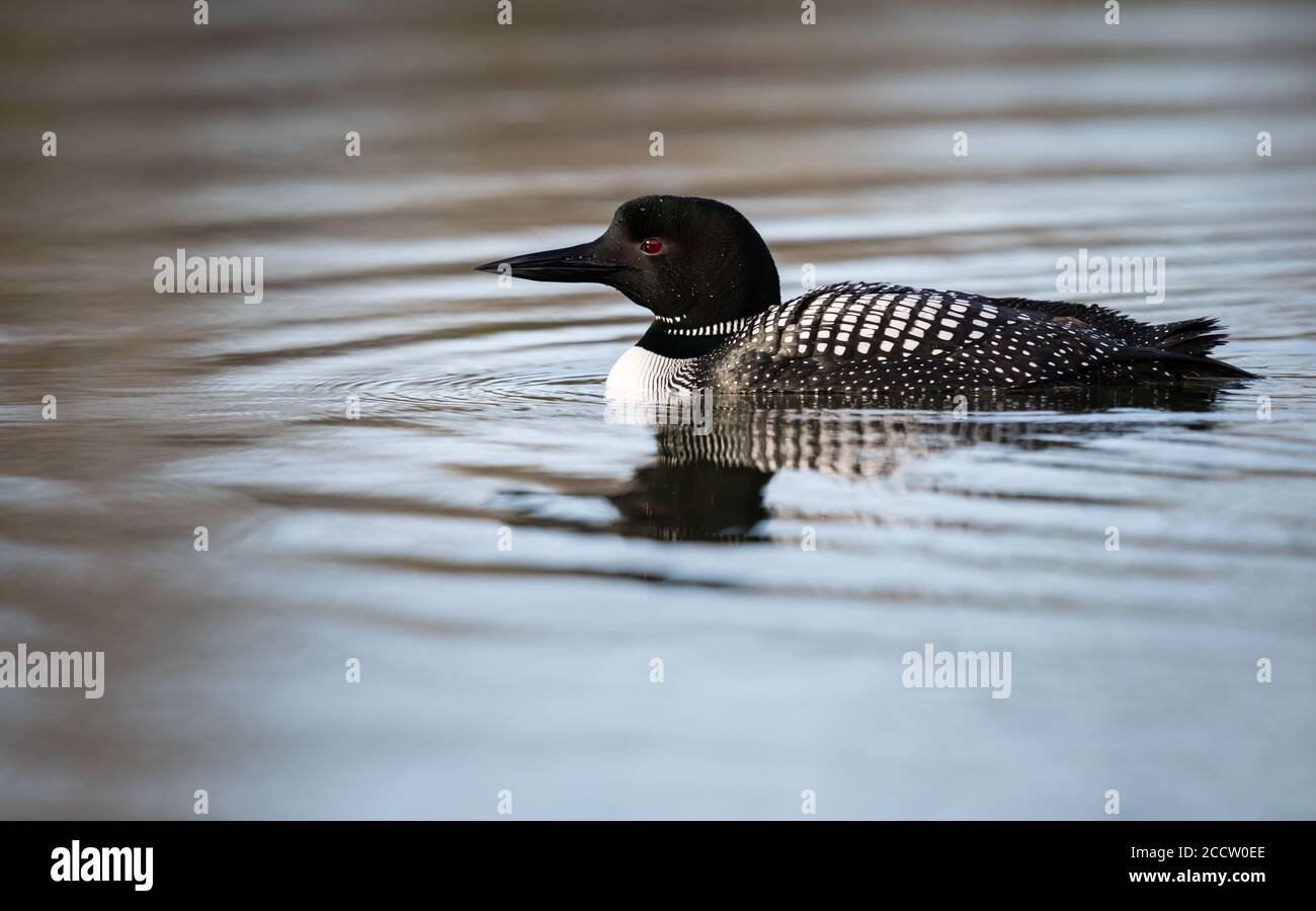 Canadian loon in the wild Stock Photo - Alamy
