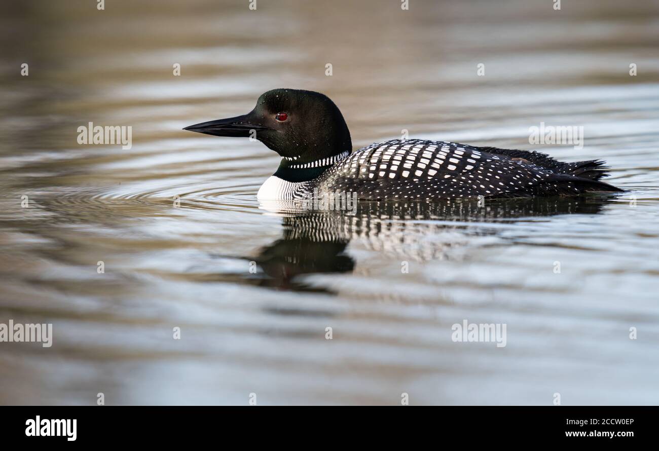Canadian loon in the wild Stock Photo - Alamy