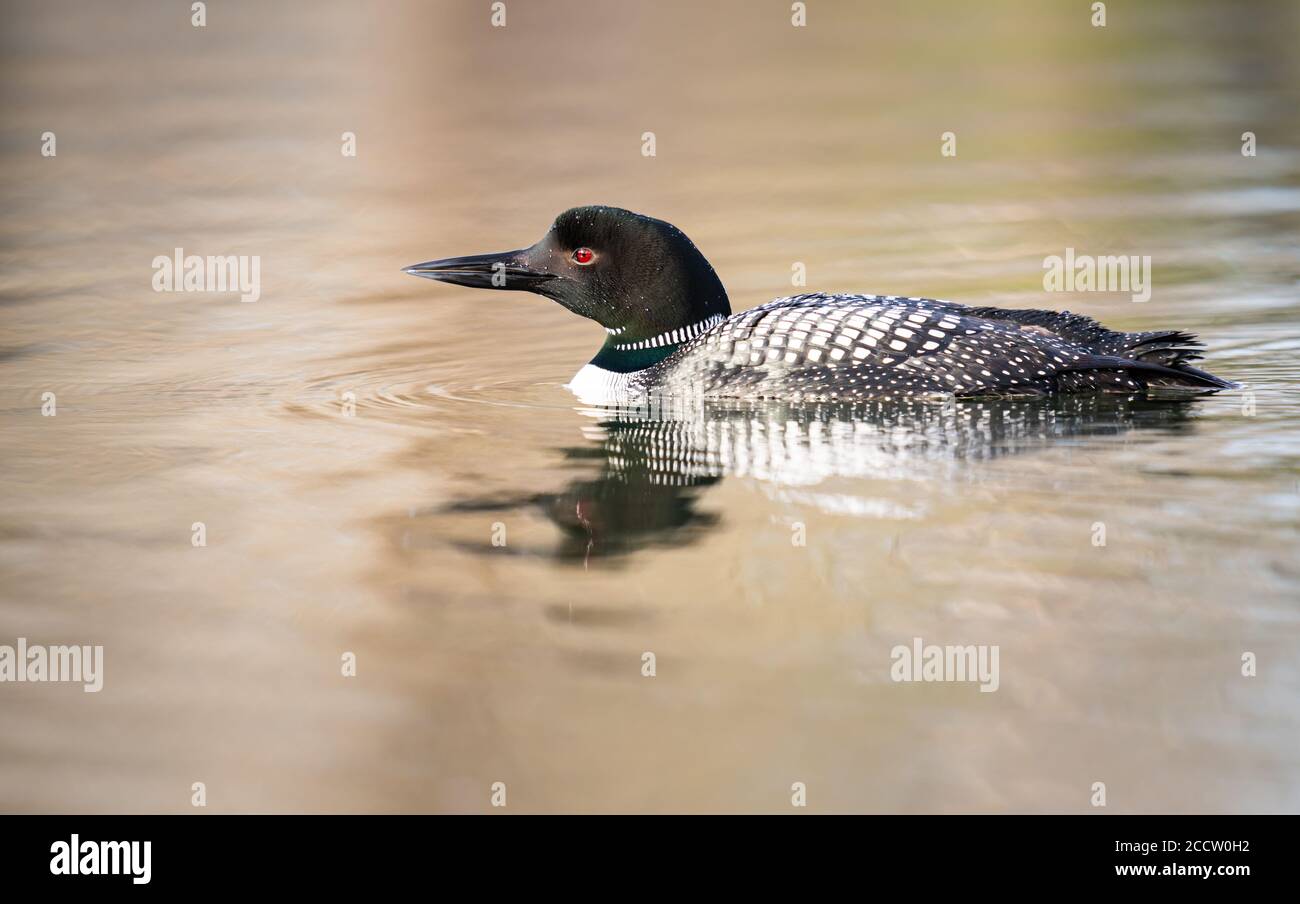 Canadian loon in the wild Stock Photo - Alamy