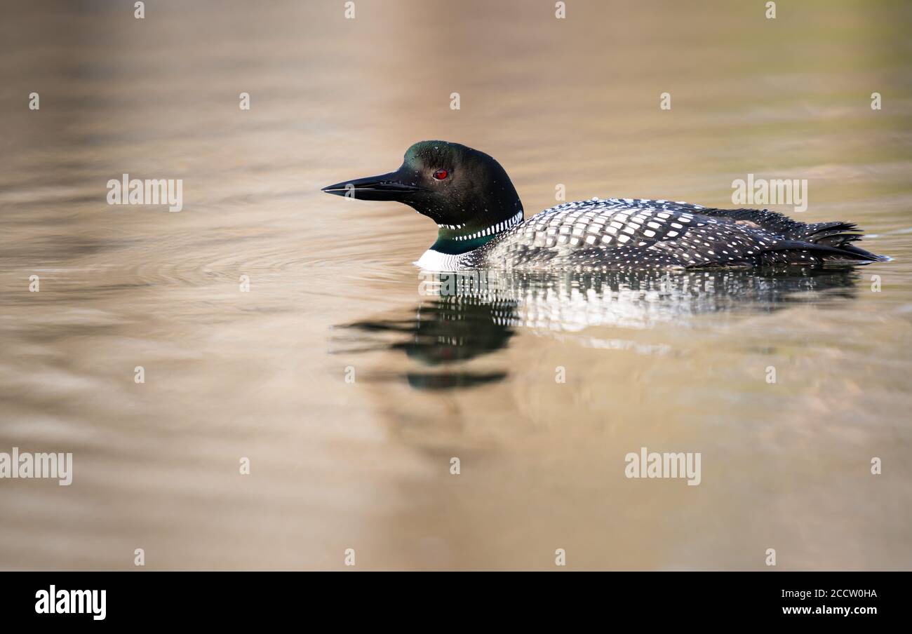 Canadian loon in the wild Stock Photo - Alamy