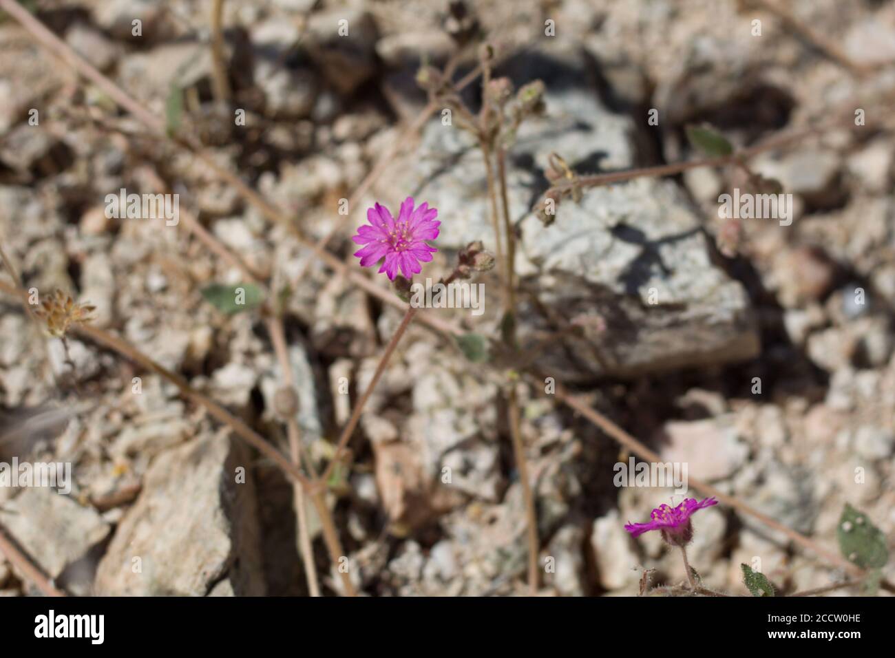 Purple inflorescences, Trailing Windmills, Allionia Incarnata ...