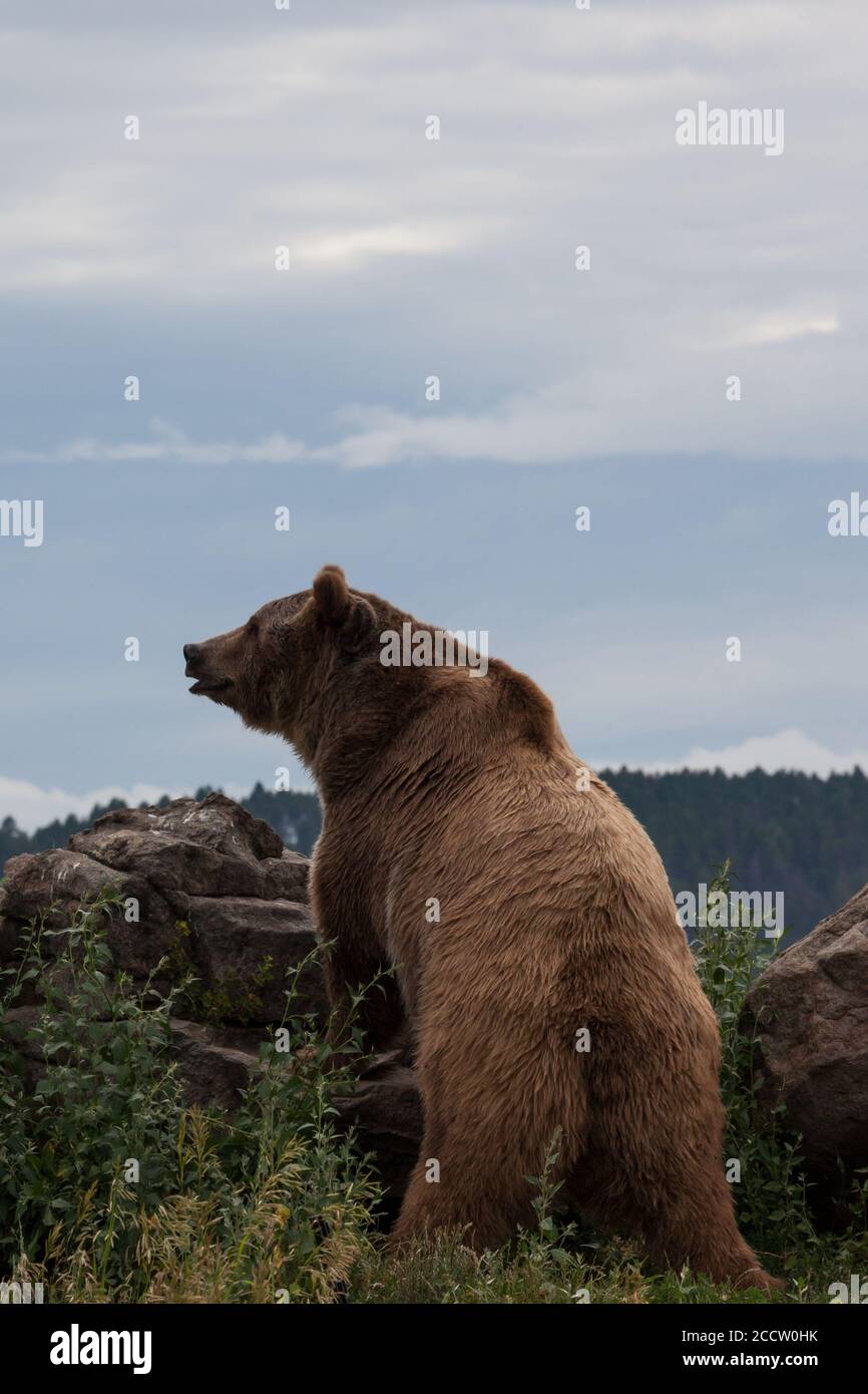 Grizzly bear standing up hi-res stock photography and images - Alamy
