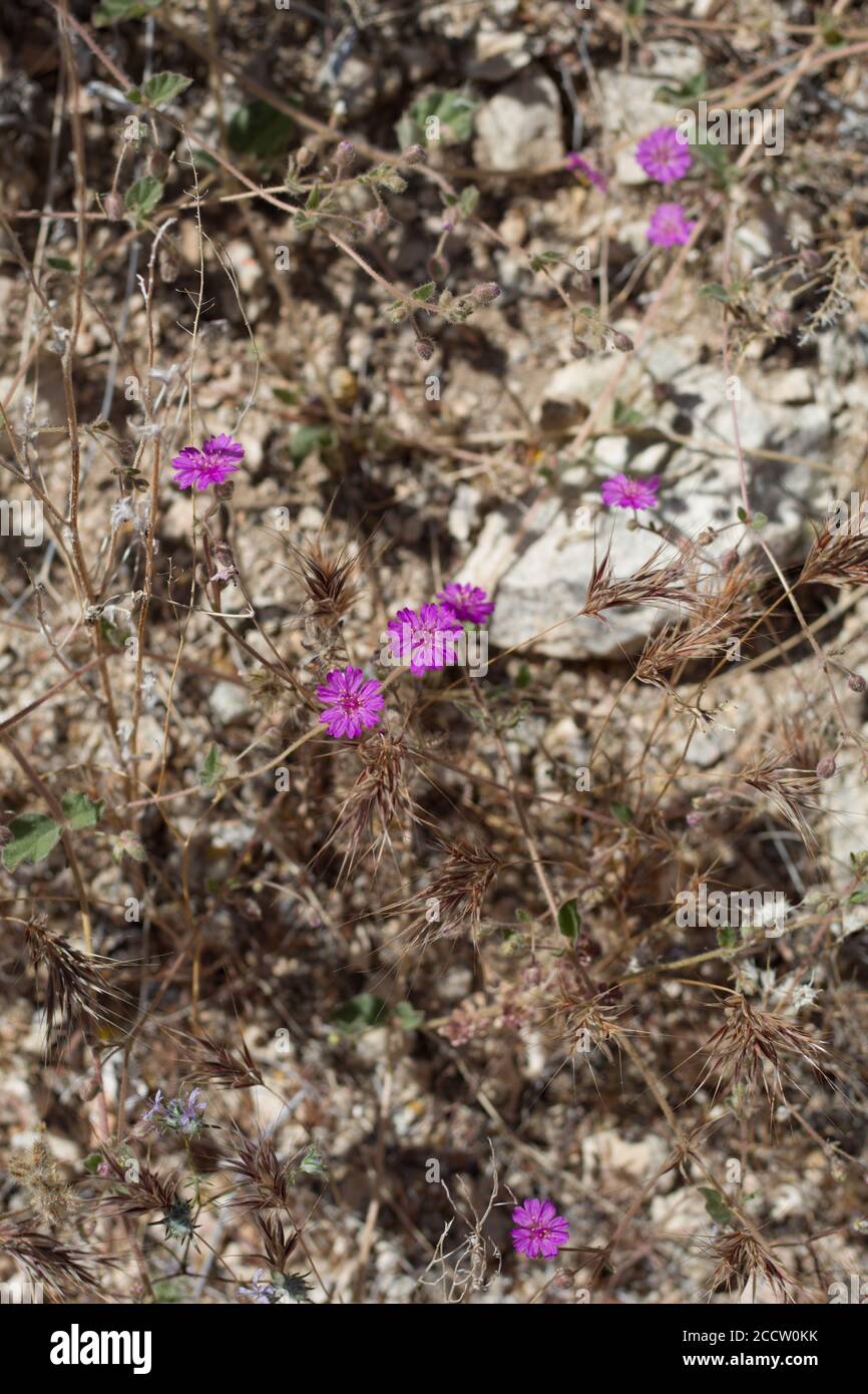 Purple inflorescences, Trailing Windmills, Allionia Incarnata ...