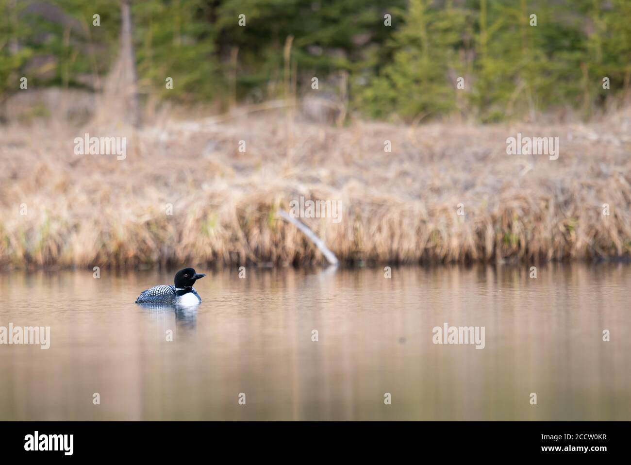 Canadian loon in the wild Stock Photo - Alamy