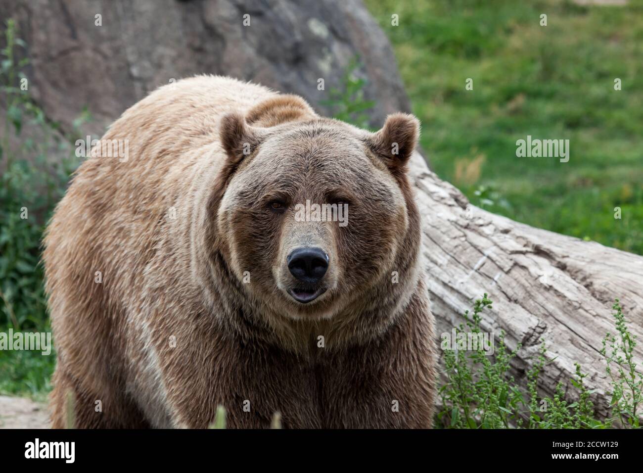 Close up of a grizzly bear face with a cute pouty bottom lip as he ...