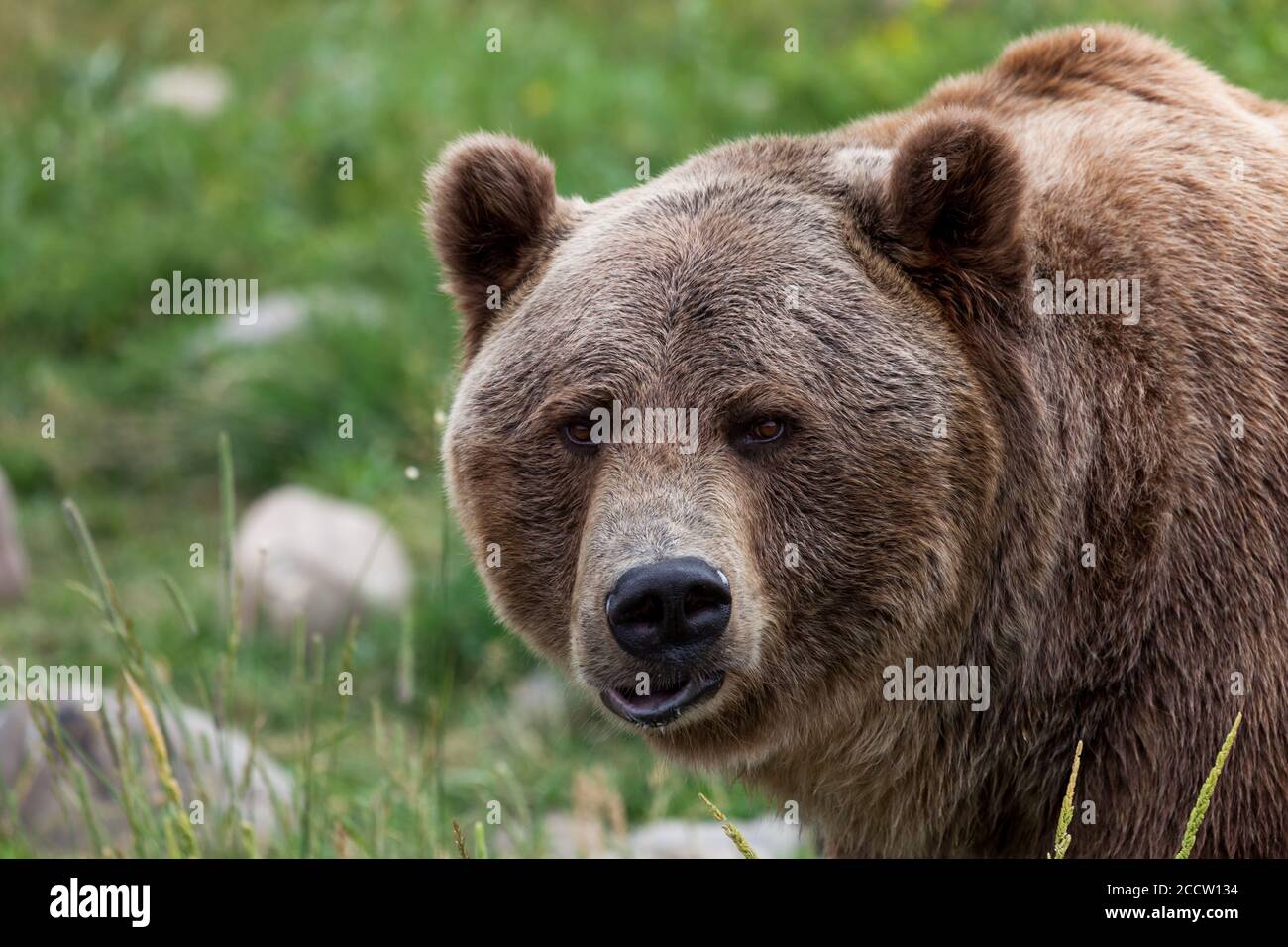 A large male grizzly bear doing a cute little lip pout as he looks at ...