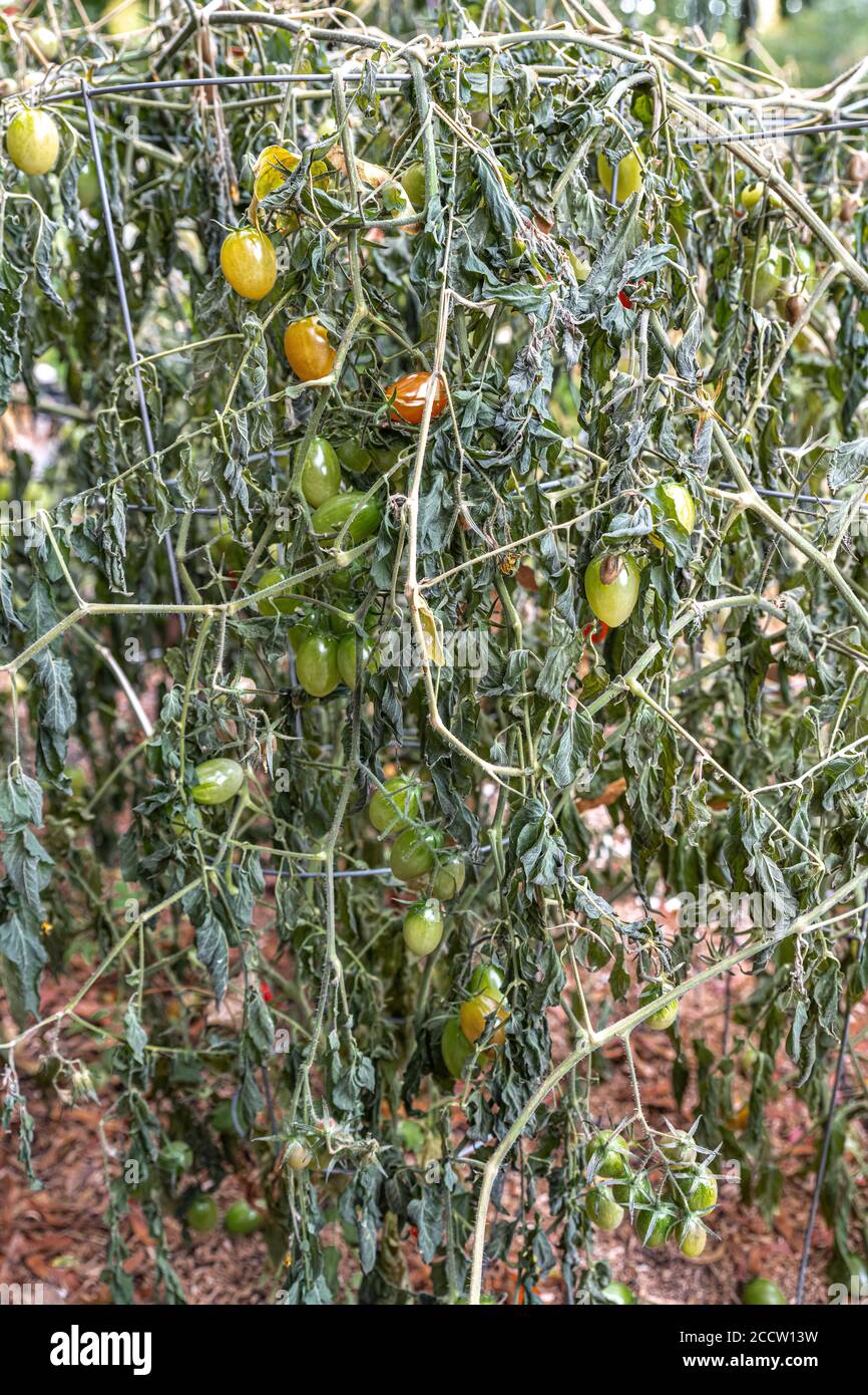 Frost Damage to Tomato (Solanum esculentum) Plants in Early Fall Stock ...