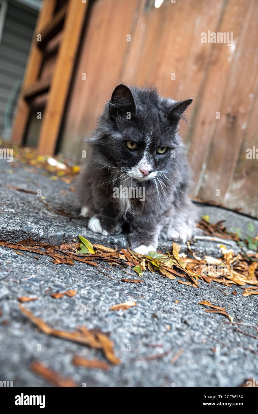 Grumpy Cat Sitting on the Ground Stock Photo - Alamy