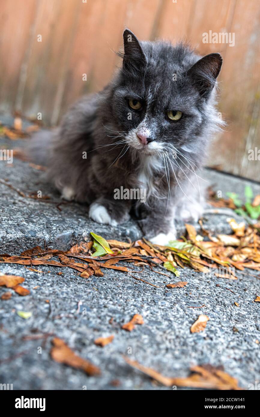 Grumpy Cat Sitting on the Ground Stock Photo - Alamy