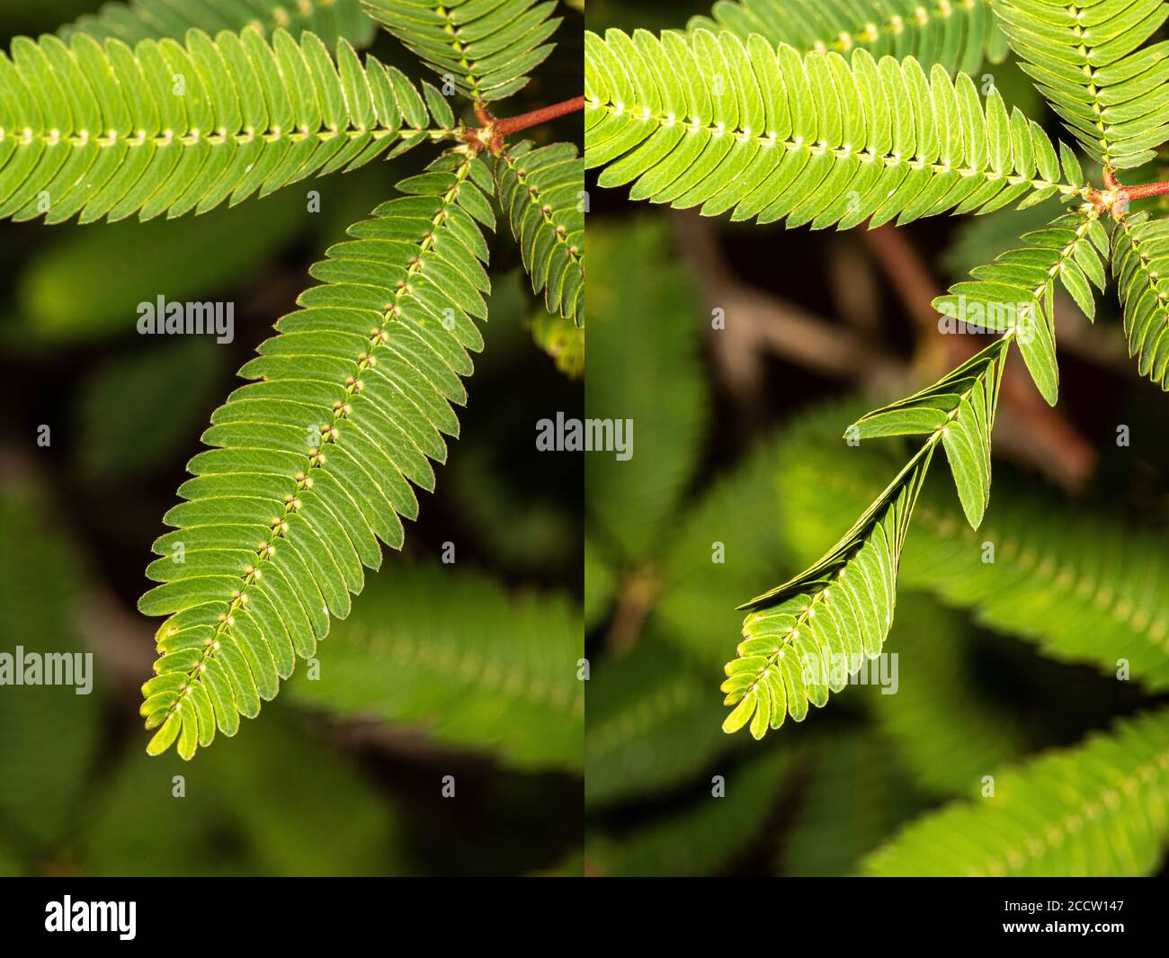 Shameplant (Mimosa pudica), Leaf Before (left half) and After (right ...