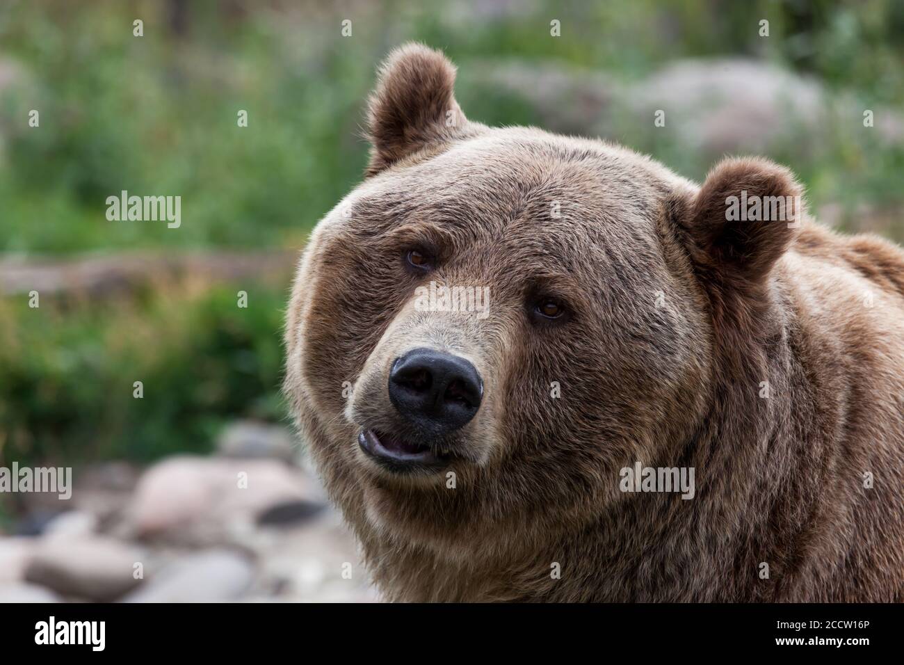 A large male grizzly bear doing a cute little lip pout as he looks at ...