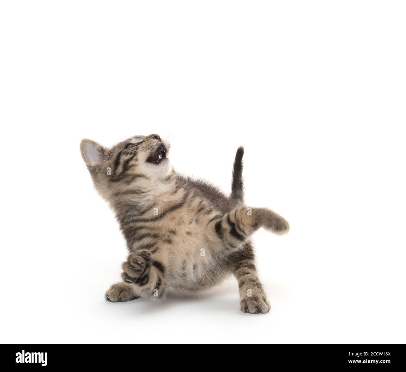 Kitten Jumping
