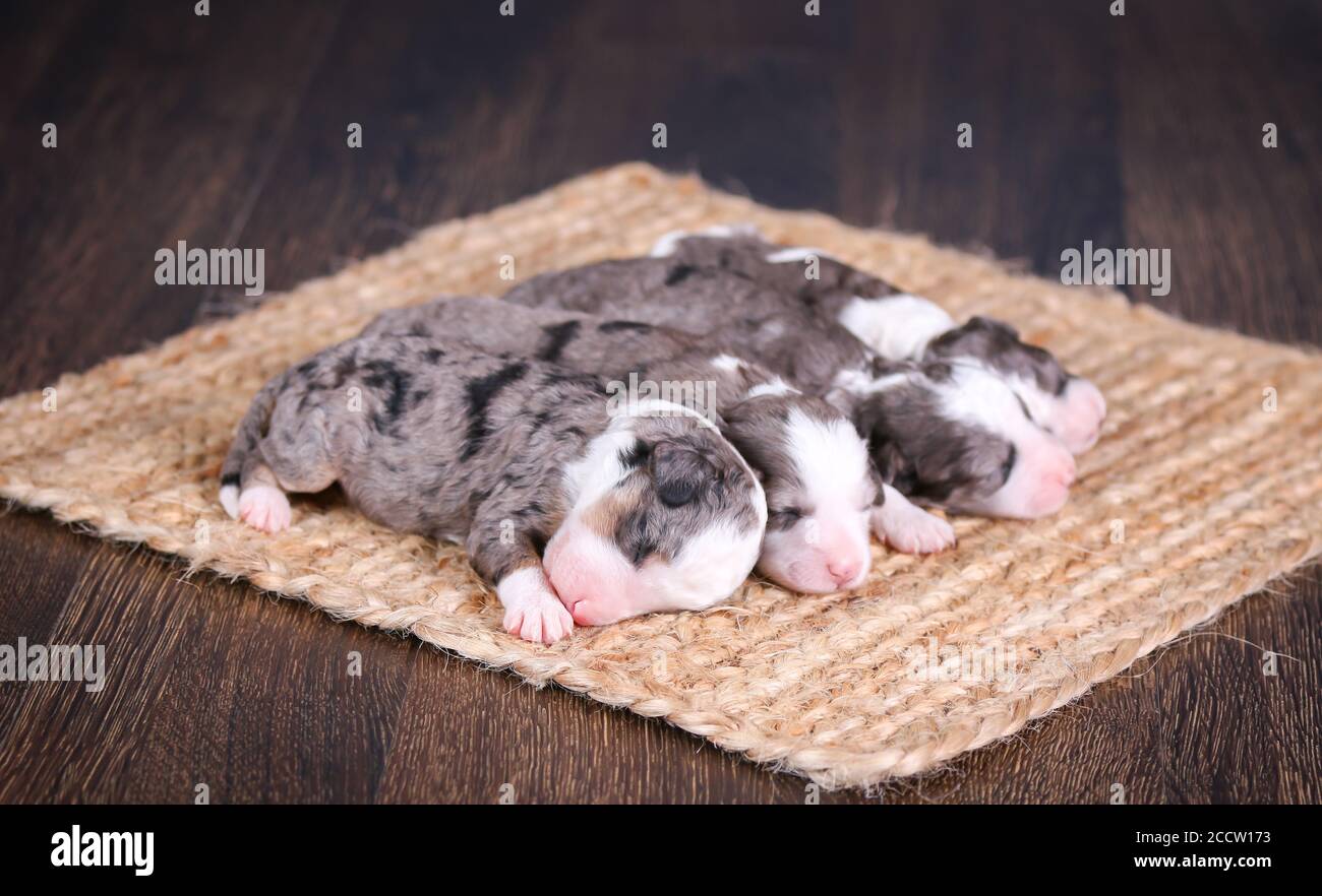 F1B Tri-colored Blue Merle Mini Bernedoodle litter sleeping on the ...