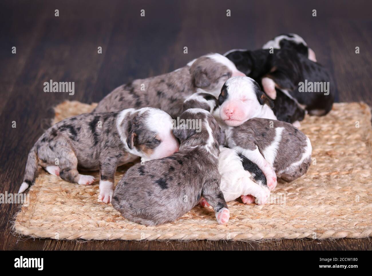 F1B Tri-colored, Blue Merle, and black and white Mini Bernedoodle ...