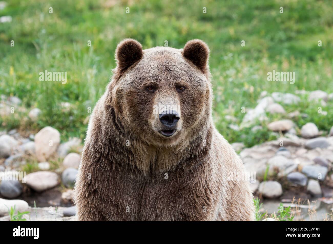 A large male grizzly bear with a pouty lower lip looking intently ahead ...