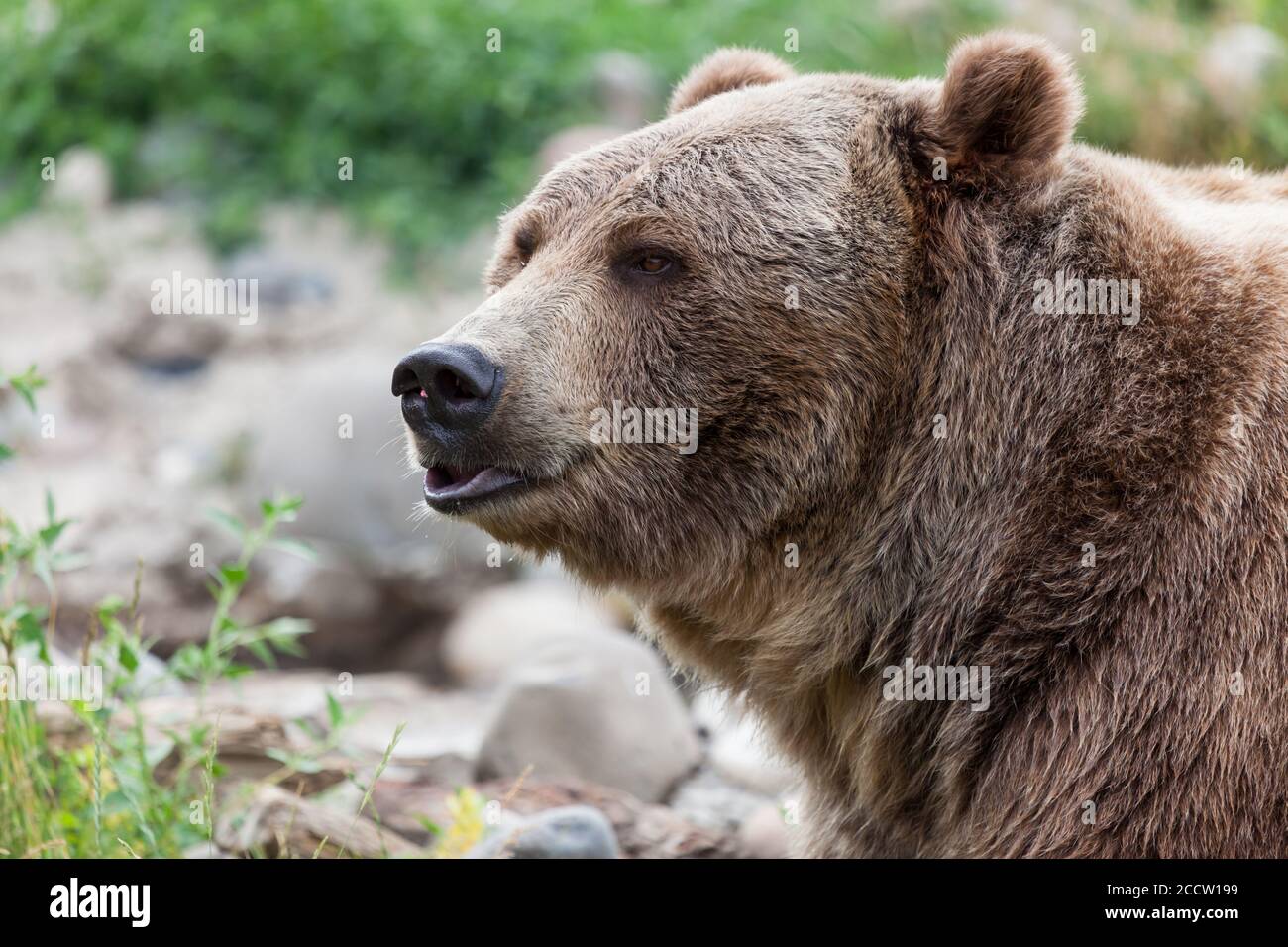 A large male grizzly bear with a pouty lower lip looking intently ahead ...