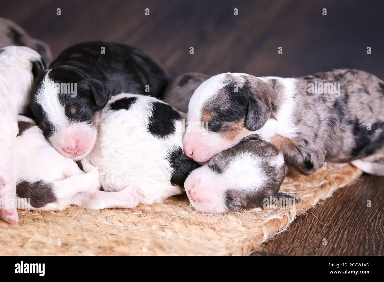 Poodle blue merle hi-res stock photography and images - Alamy