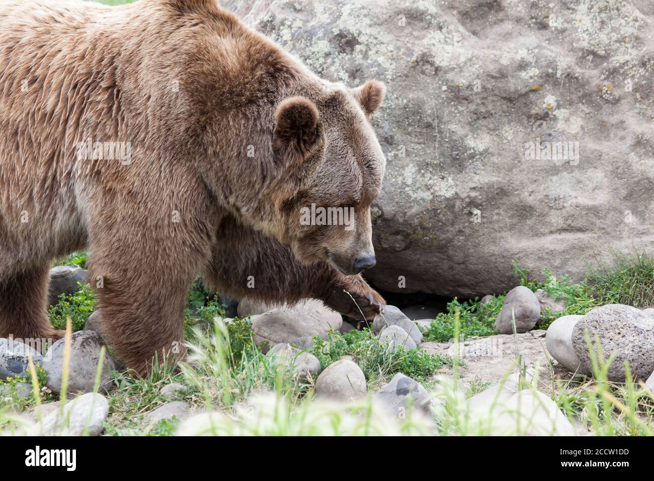 A large grizzly bear walking in front of a boulder and stepping over ...