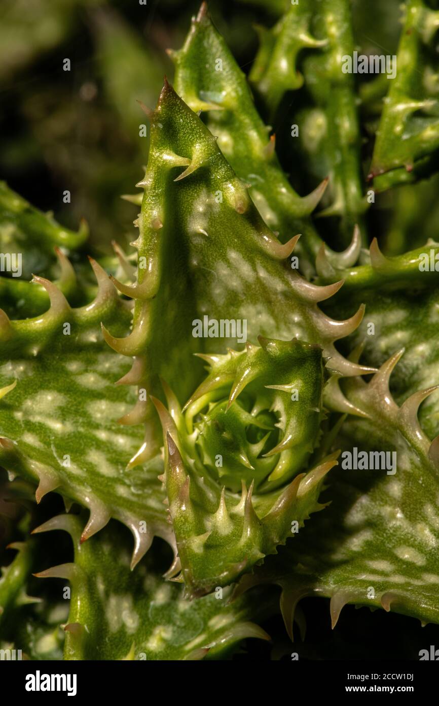 Mitre aloe hi-res stock photography and images - Alamy