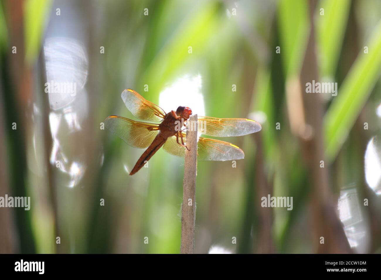 Closeup of orange dragonfly resting on cattail in afternoon sunlight ...