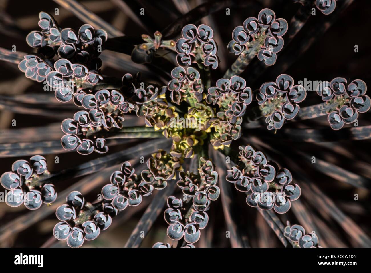 Mother of Millions, Devil's Backbone, or Chandelier Plant (Bryophyllum ...