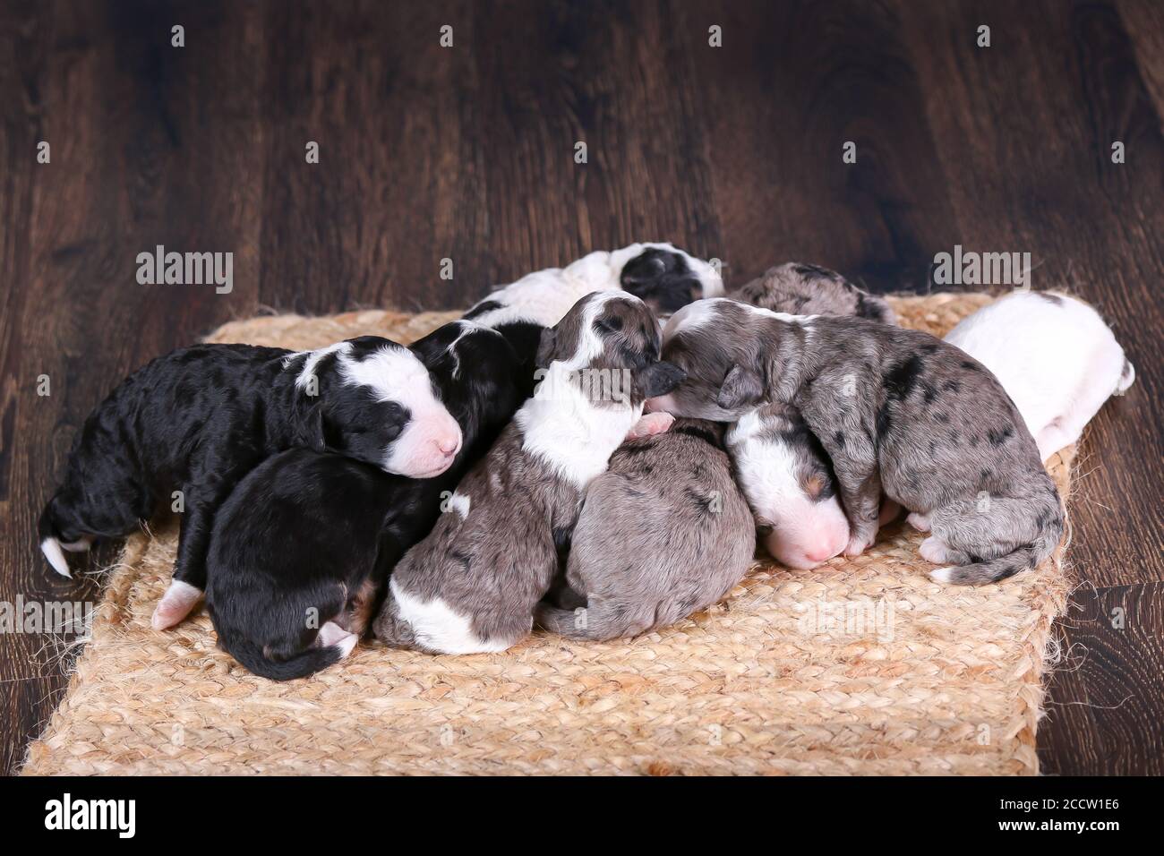 F1B Tri-colored, Blue Merle, and black and white Mini Bernedoodle ...