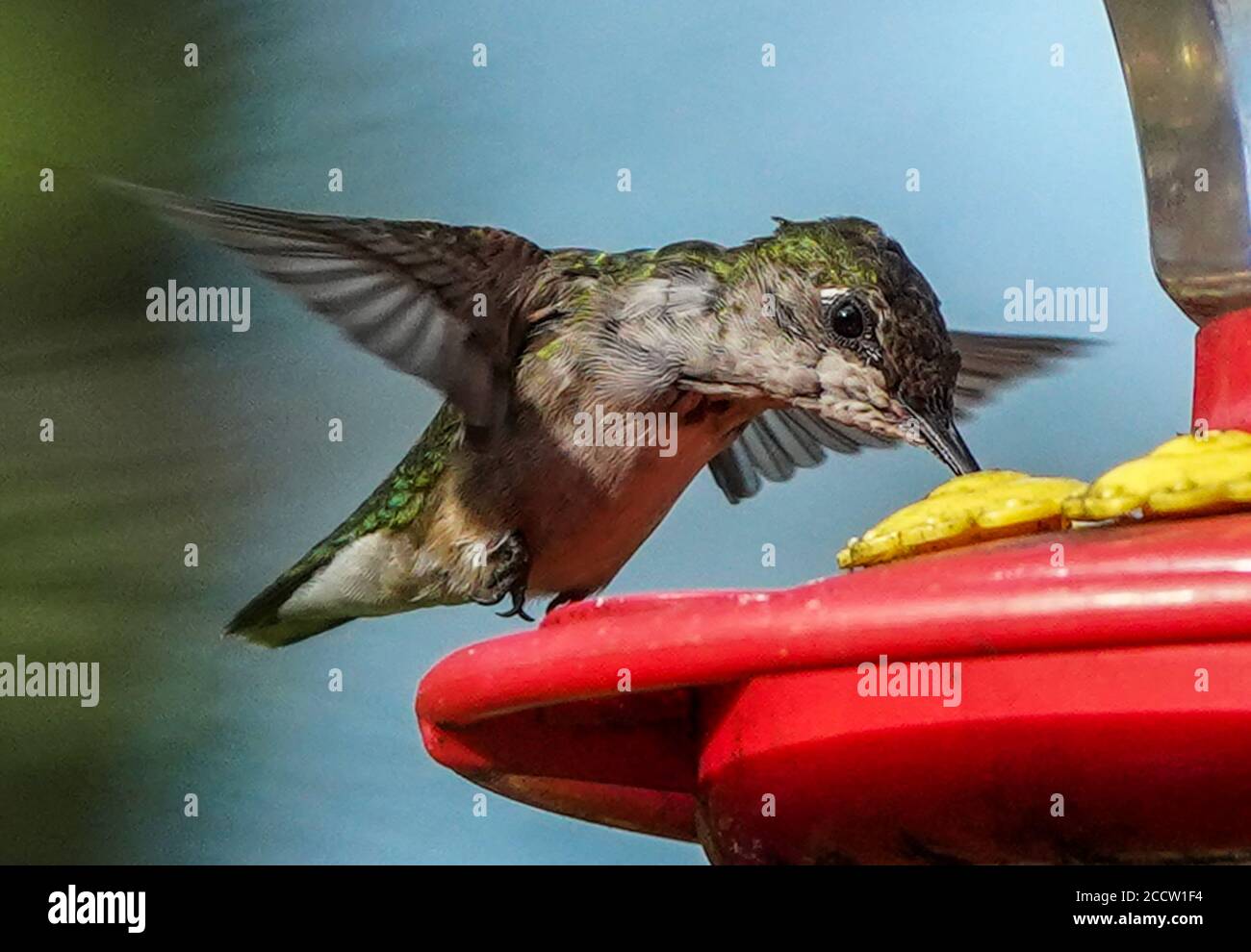 Drinking from feeder hi-res stock photography and images - Alamy