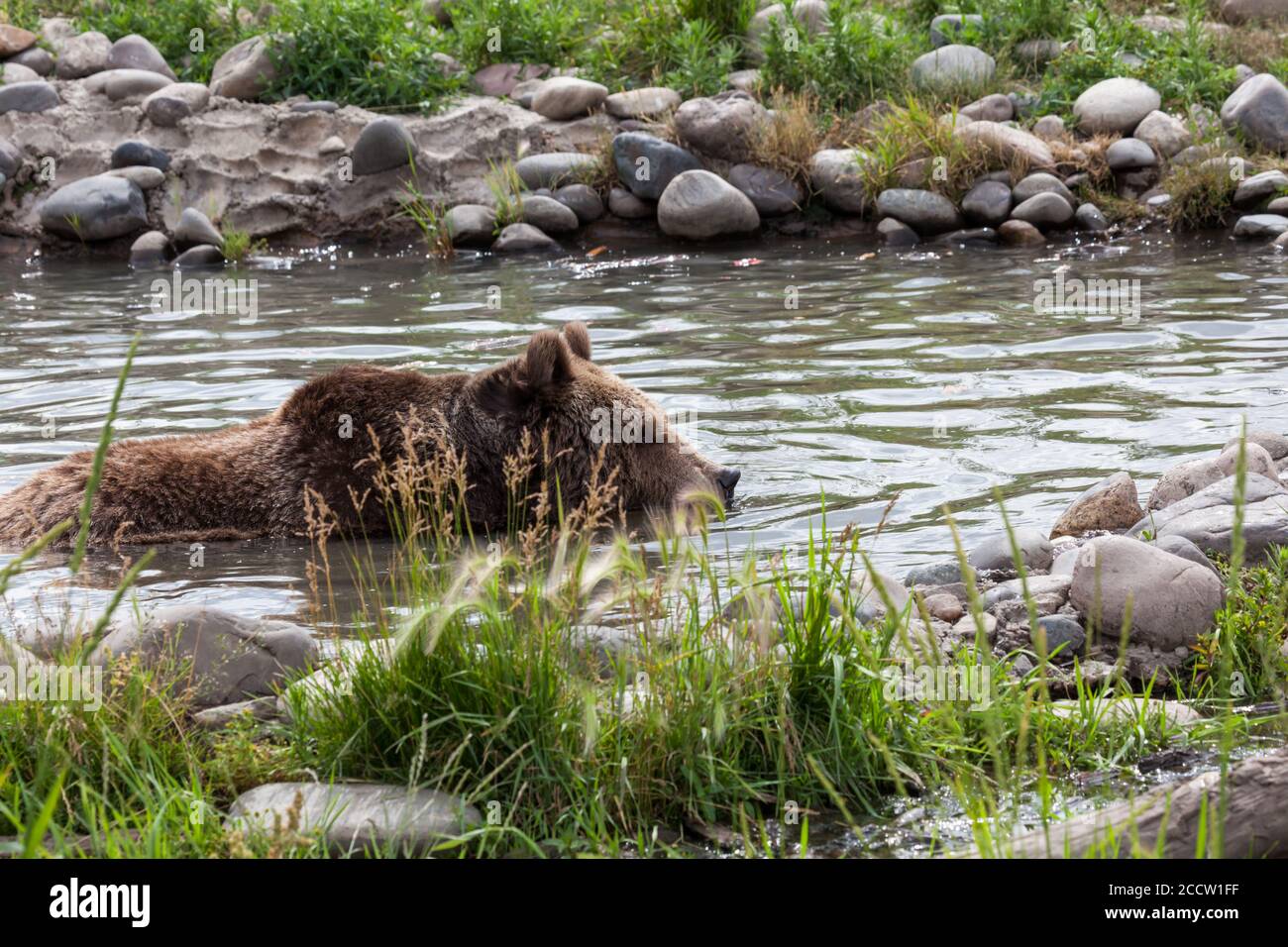 Crouching bear hi-res stock photography and images - Alamy