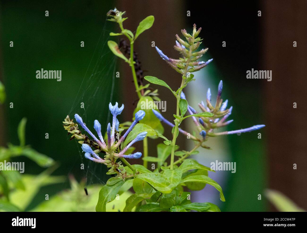Cobwebs on flower hi-res stock photography and images - Alamy