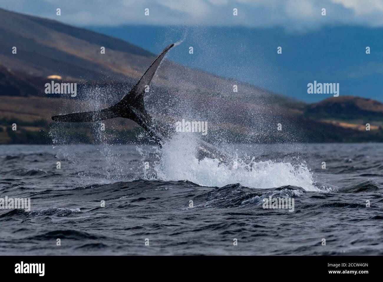 Humpback whale peduncle throw. Hawaii, Maui, Lahaina, Winter Stock ...