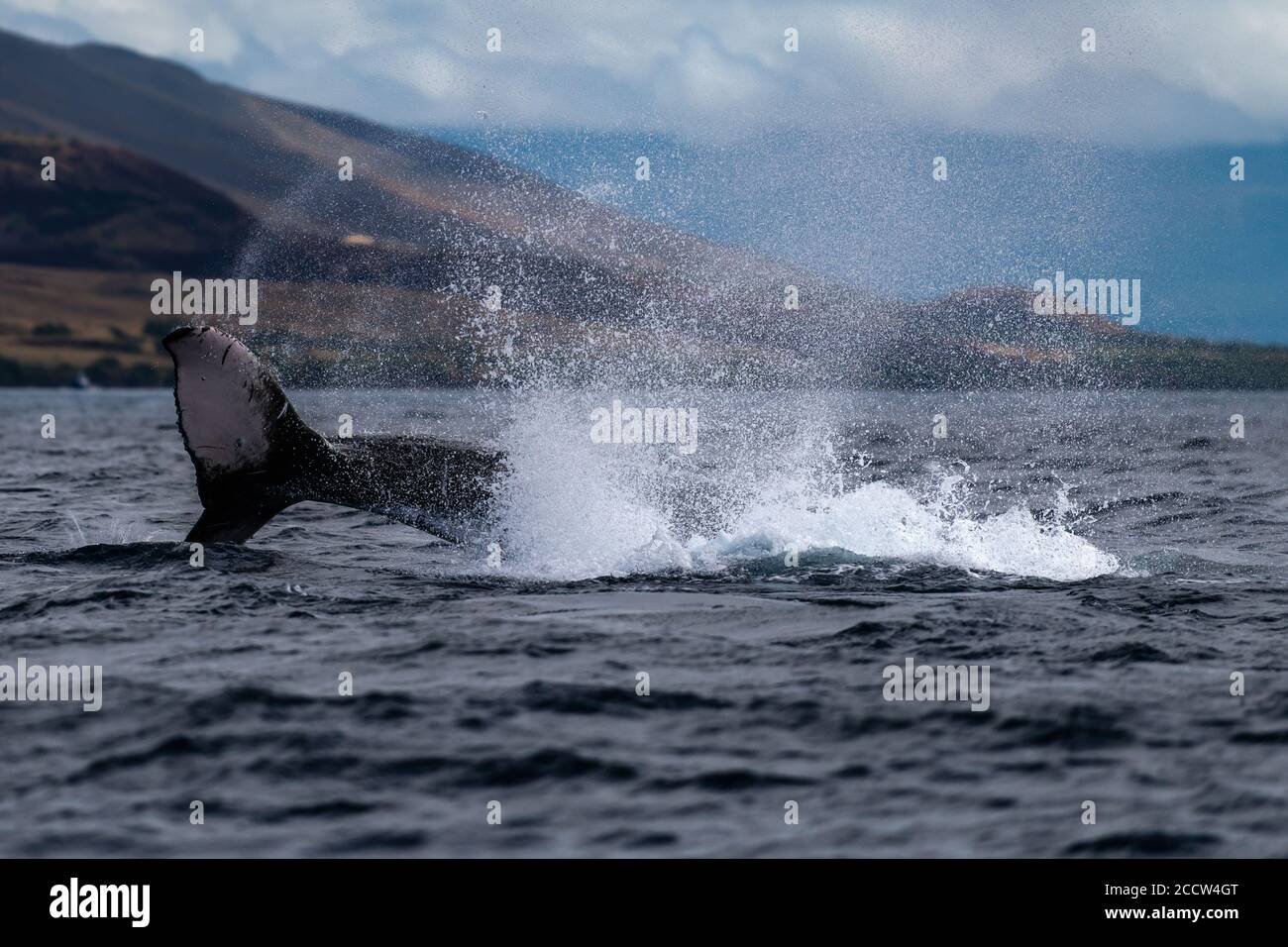 Humpback whale peduncle throw. Hawaii, Maui, Lahaina, 02/19, Winter ...