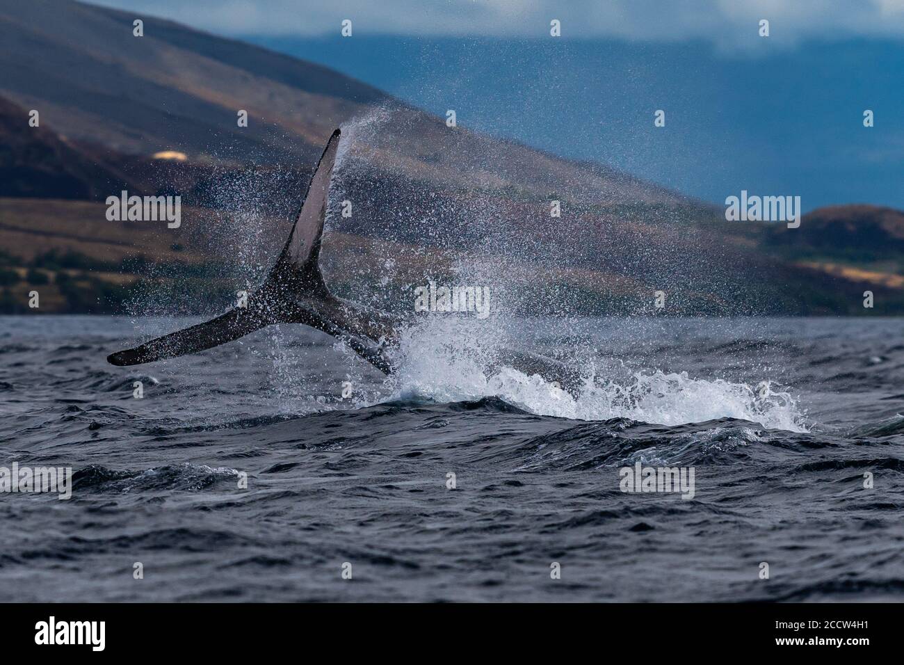 Peduncle hi-res stock photography and images - Alamy