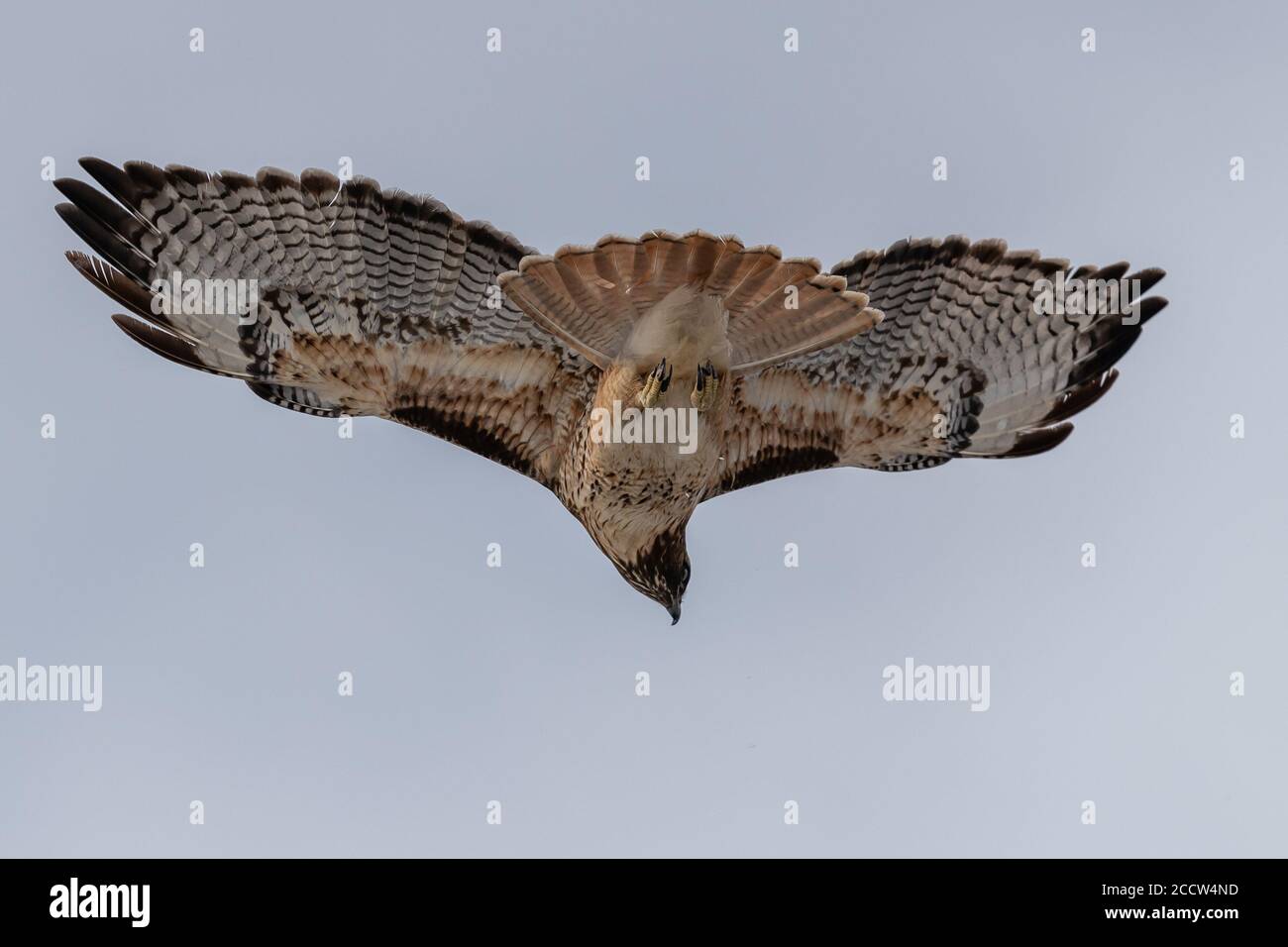 Red-tailed hawk in flight. Oregon, Merrill, Lower Klamath National ...