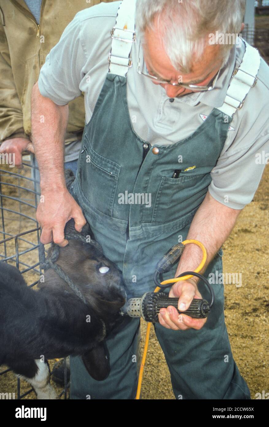 Veterinarian Dehorning a Calf. Dyersville, Iowa, USA Stock Photo - Alamy