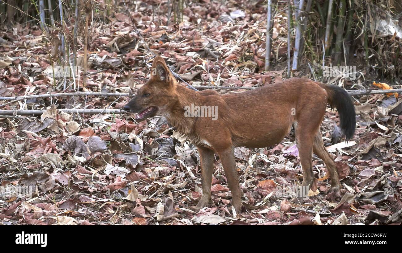 Dhole Asia High Resolution Stock Photography and Images - Alamy