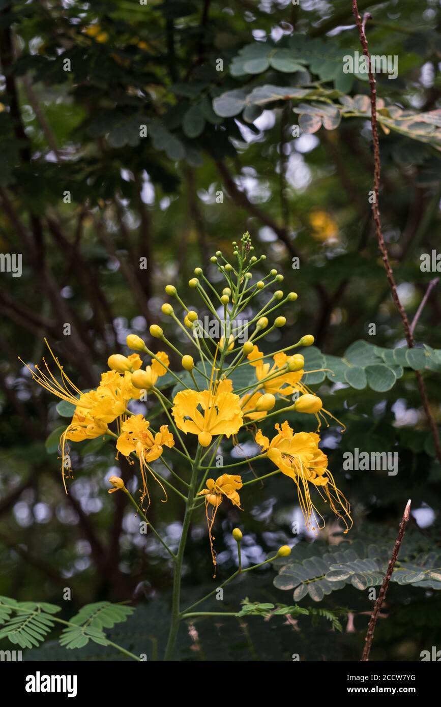 Yellow blossoms on a Royal Poinciana - Delonix regia, growing on the ...