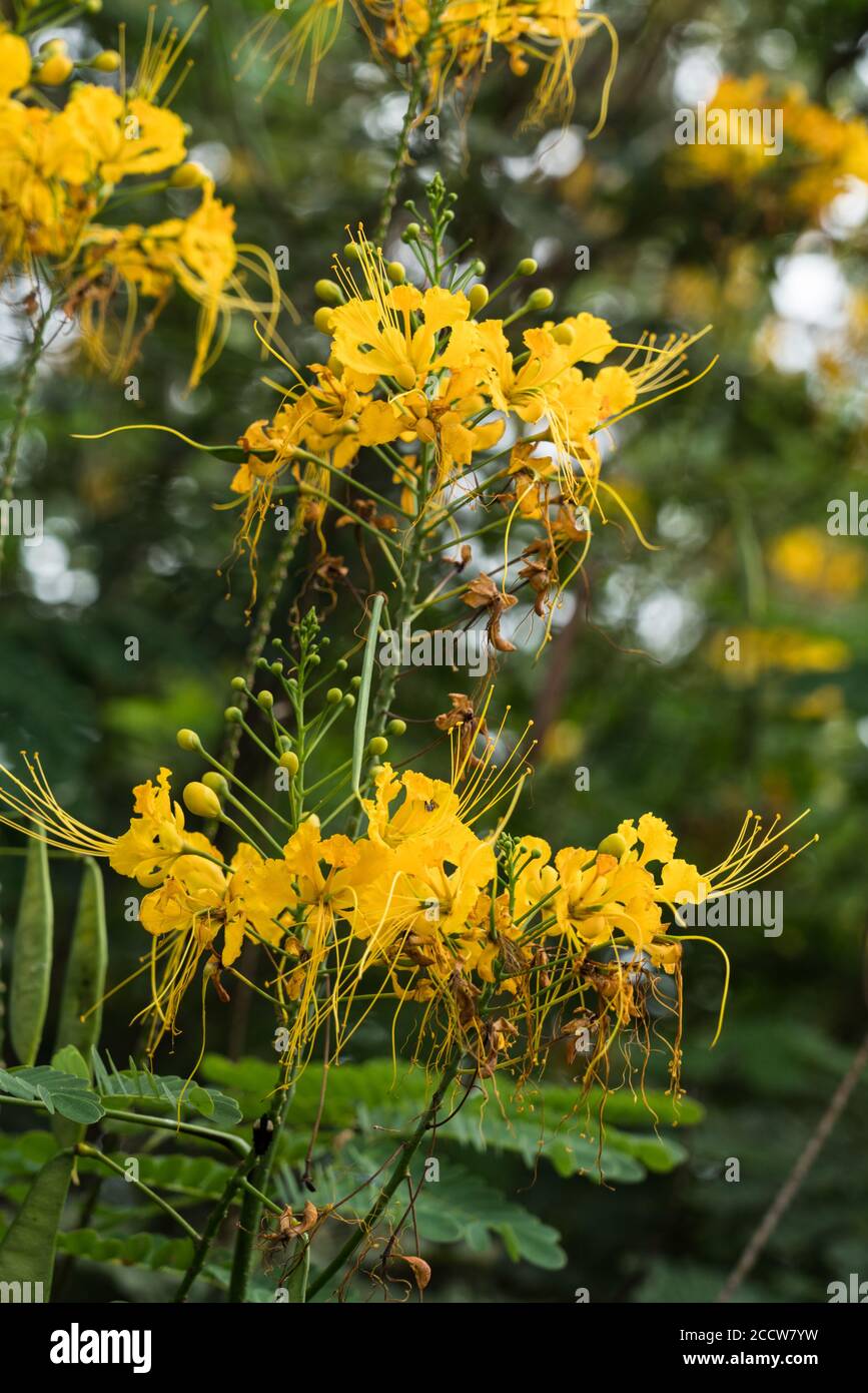 Yellow blossoms on a Royal Poinciana - Delonix regia, growing on the ...