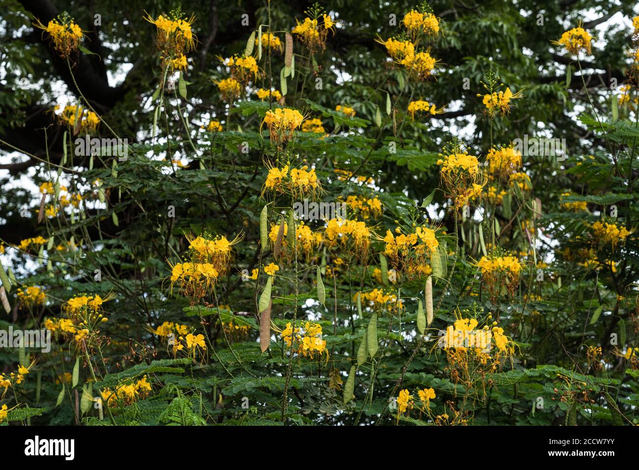 Yellow blossoms on a Royal Poinciana - Delonix regia, growing on the ...
