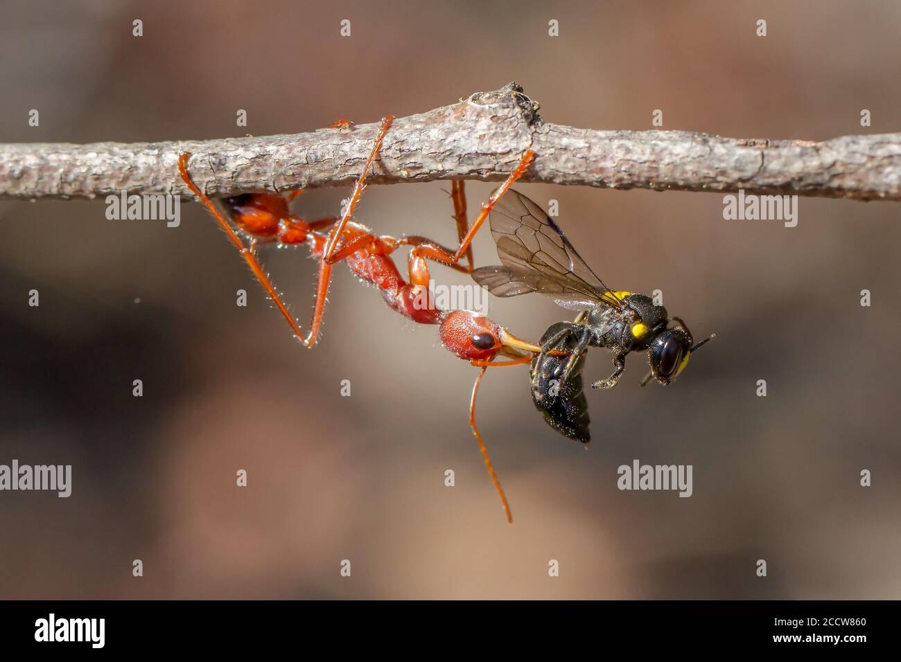 Wasp stinging prey hi-res stock photography and images - Alamy
