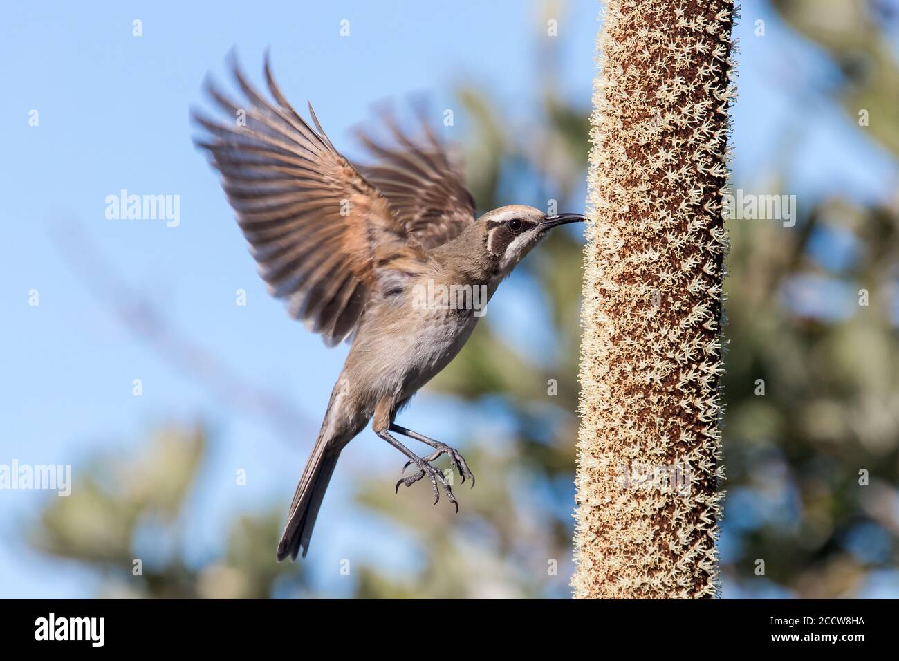 Tawny-crowned Honeyeater feeding on nectar of an Oval Grass Tree flower ...