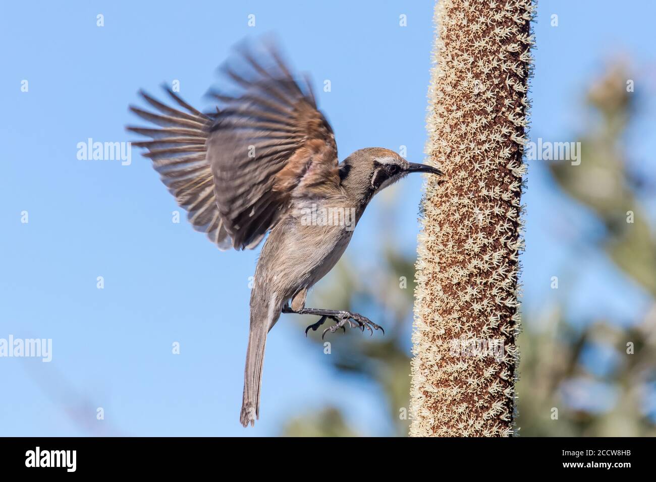 Tawny-crowned Honeyeater feeding on nectar of an Oval Grass Tree flower ...