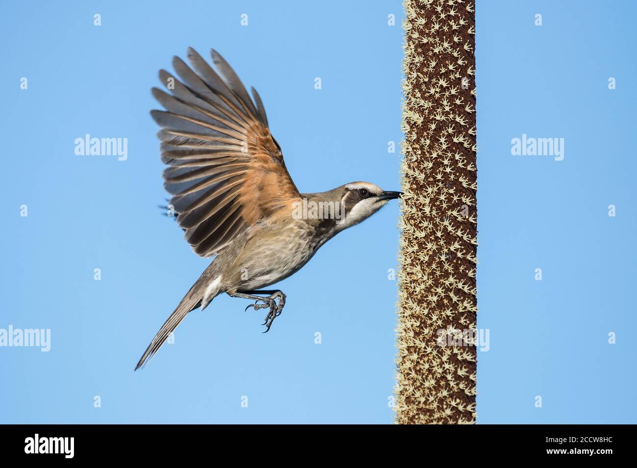 Tawny-crowned Honeyeater feeding on nectar of an Oval Grass Tree flower ...