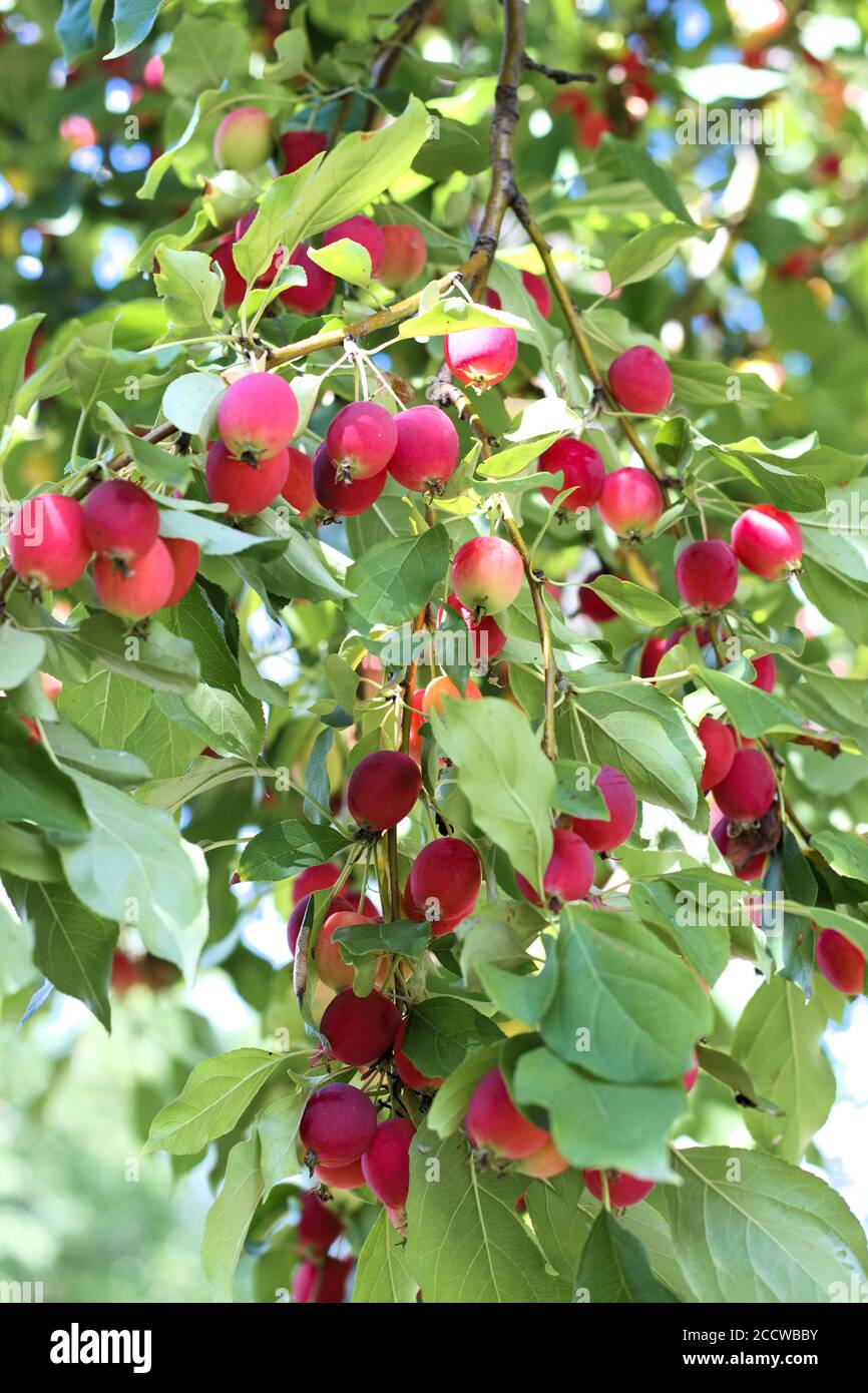Nature natural crabapple crabapples hi-res stock photography and images ...