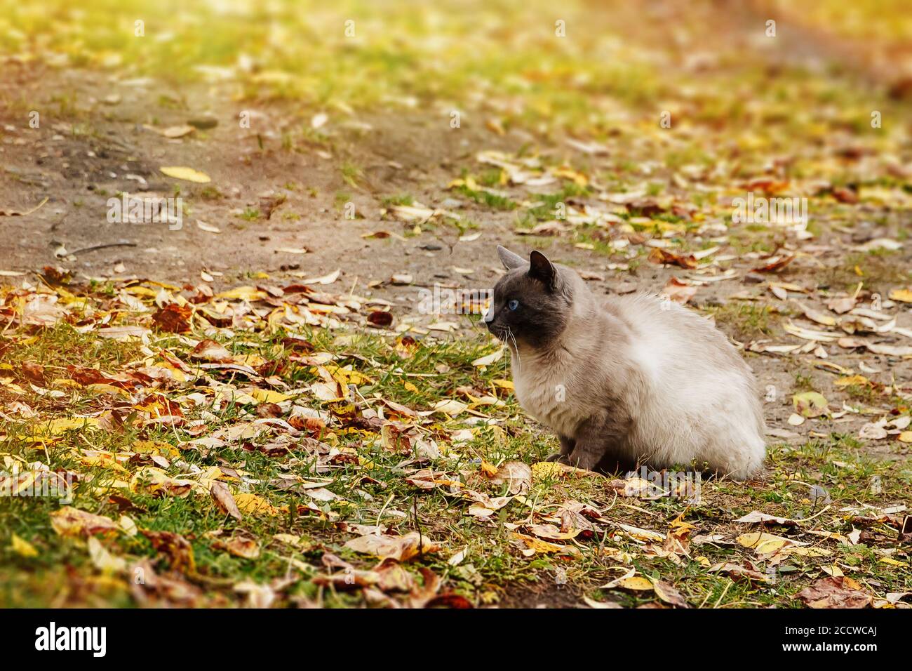 Sad lonely homeless cat sits in autumn foliage Stock Photo - Alamy