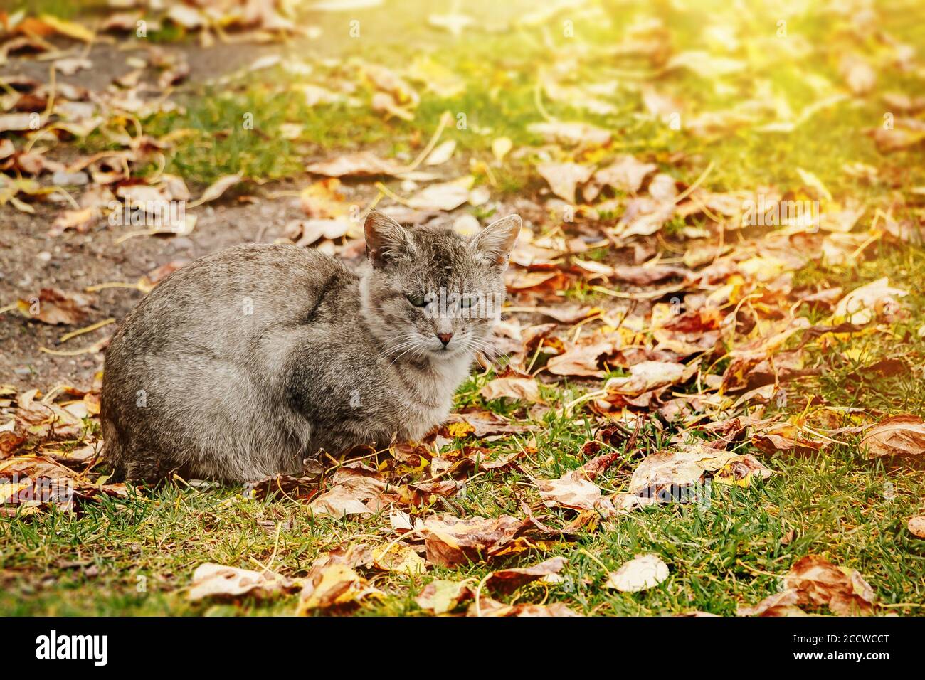 Sad lonely homeless cat sits in autumn foliage Stock Photo - Alamy